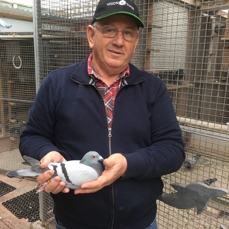 Fed Winners 2016 & Profiles | Victorian Racing Pigeon Union