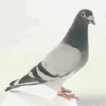 VRPU – Victorian Racing Pigeon Union